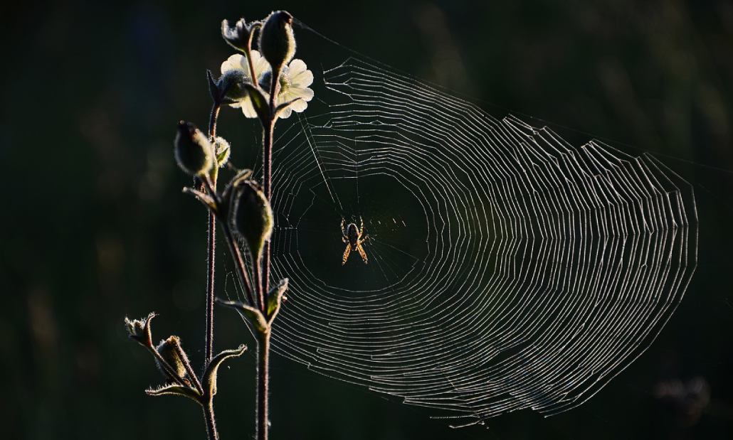 Fakta | 7 Fakta Unik Jaring Laba-laba, Salah Satunya Lebih Kuat dari Baja