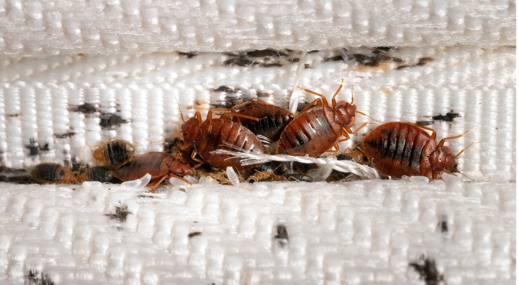 Mengenal Kutu Busuk, Serangga yang Mewabah di Paris | Fakta.com