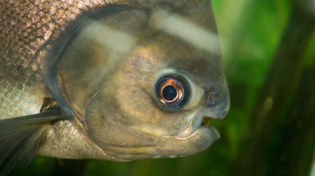 Fakta | Ikan Ini Mirip Piranha, Tapi Bergigi Seperti Manusia dan Corak ...