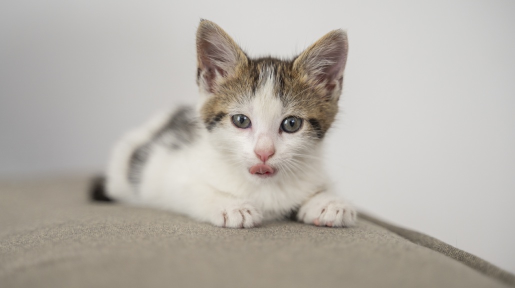 Fakta | Ini Bahaya Makan Daging Kucing yang Perlu Kamu Tahu