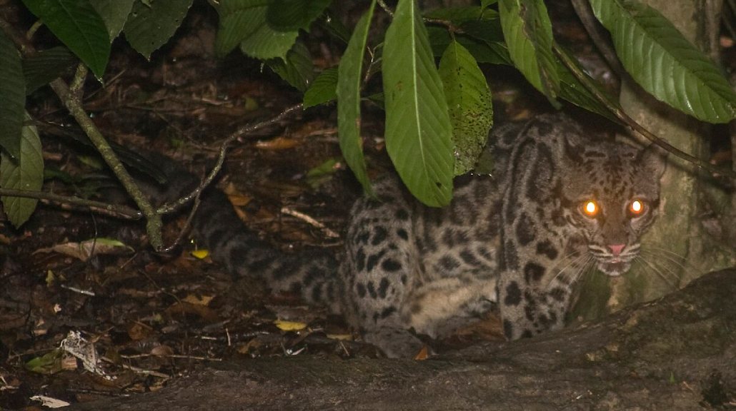 Fakta | Beda dengan Harimau dan Singa, Macan Dahan Tak Bisa Mengaum