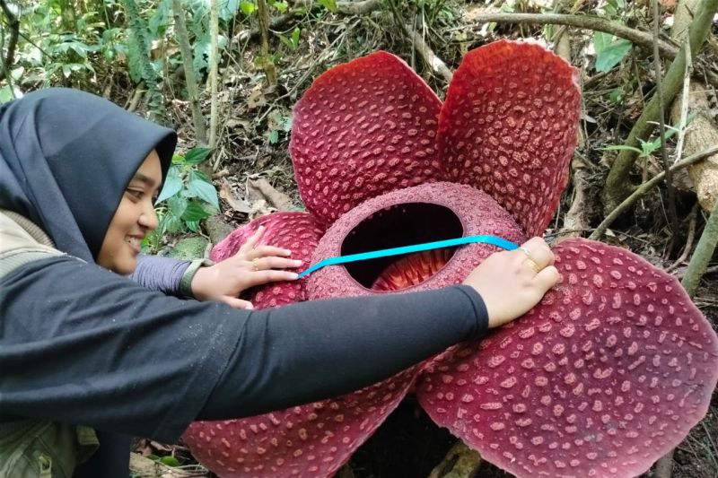 Fakta | Mekarnya Bunga Rafflesia jenis Tuan-Mudae di Marambuang Agam ...