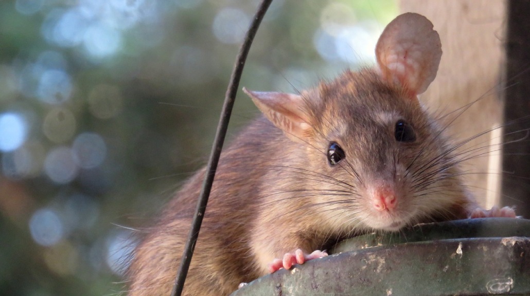 Fakta | Viral Tikus Makan Cookies di Etalase, Dough Lab Tutup Toko ...