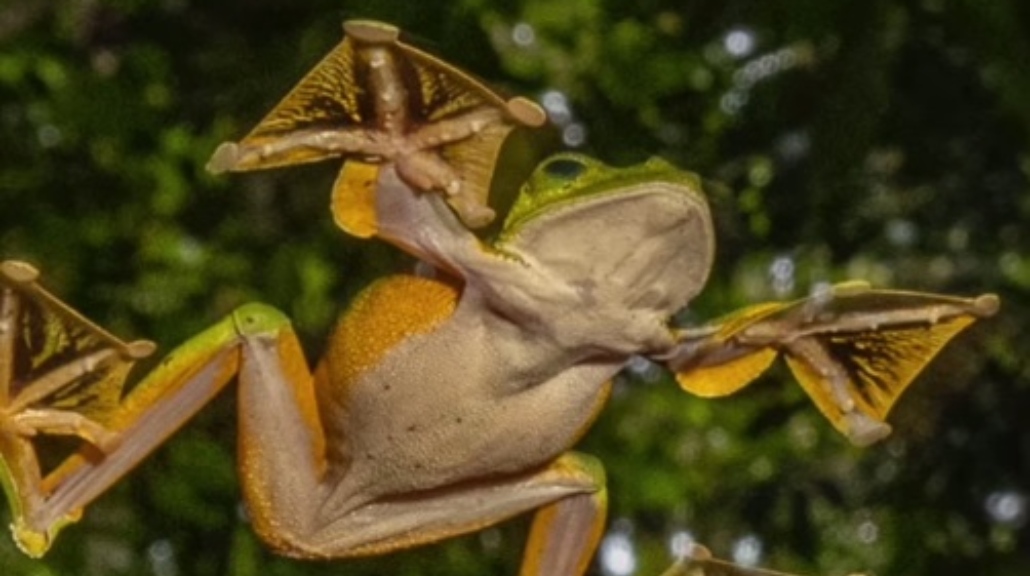 Fakta | Unik Banget, Katak Ini Bisa Terbang Sejauh 15 Meter