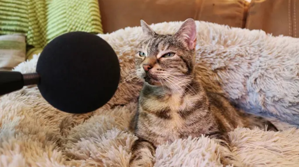 Fakta | Cetak Rekor, Dengkuran Kucing Ini Paling Nyaring di Dunia