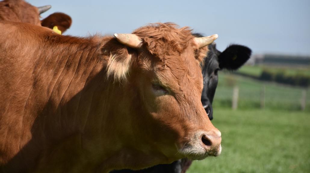 Fakta | Geger Sapi Merah untuk Ritual Yahudi